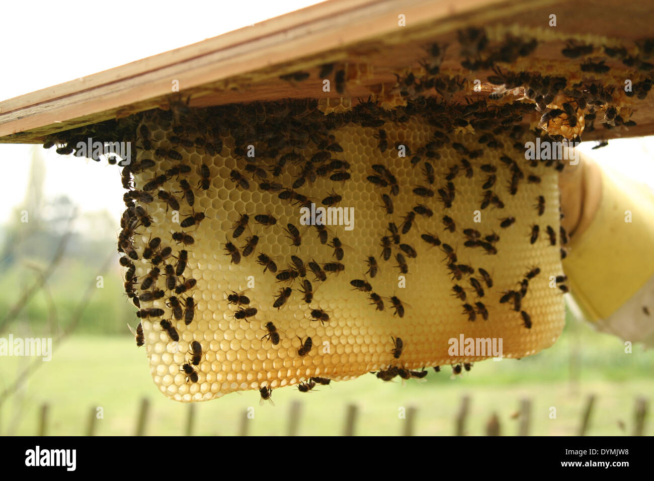 Honey Bees on brace comb on a crown board Stock Photo - Alamy