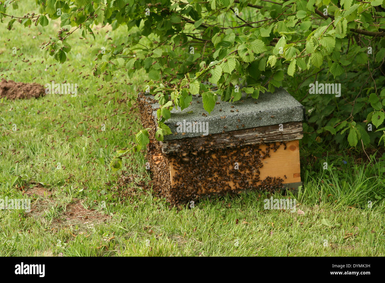 New bees hi-res stock photography and images - Alamy