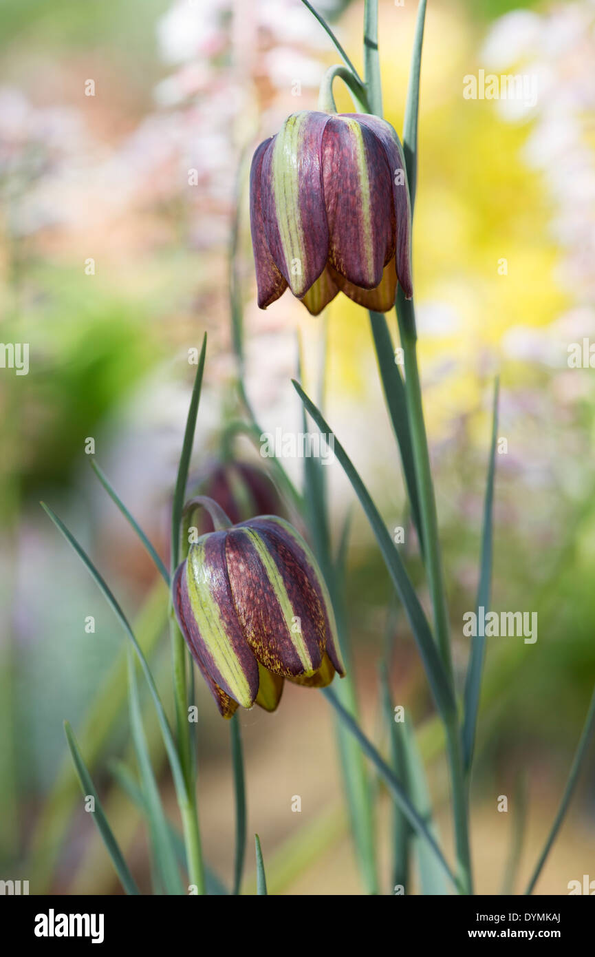 Middle eastern flower hi-res stock photography and images - Alamy