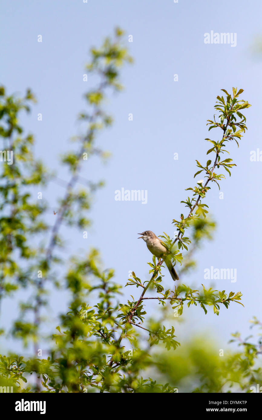 Singing in an tree hi-res stock photography and images - Alamy