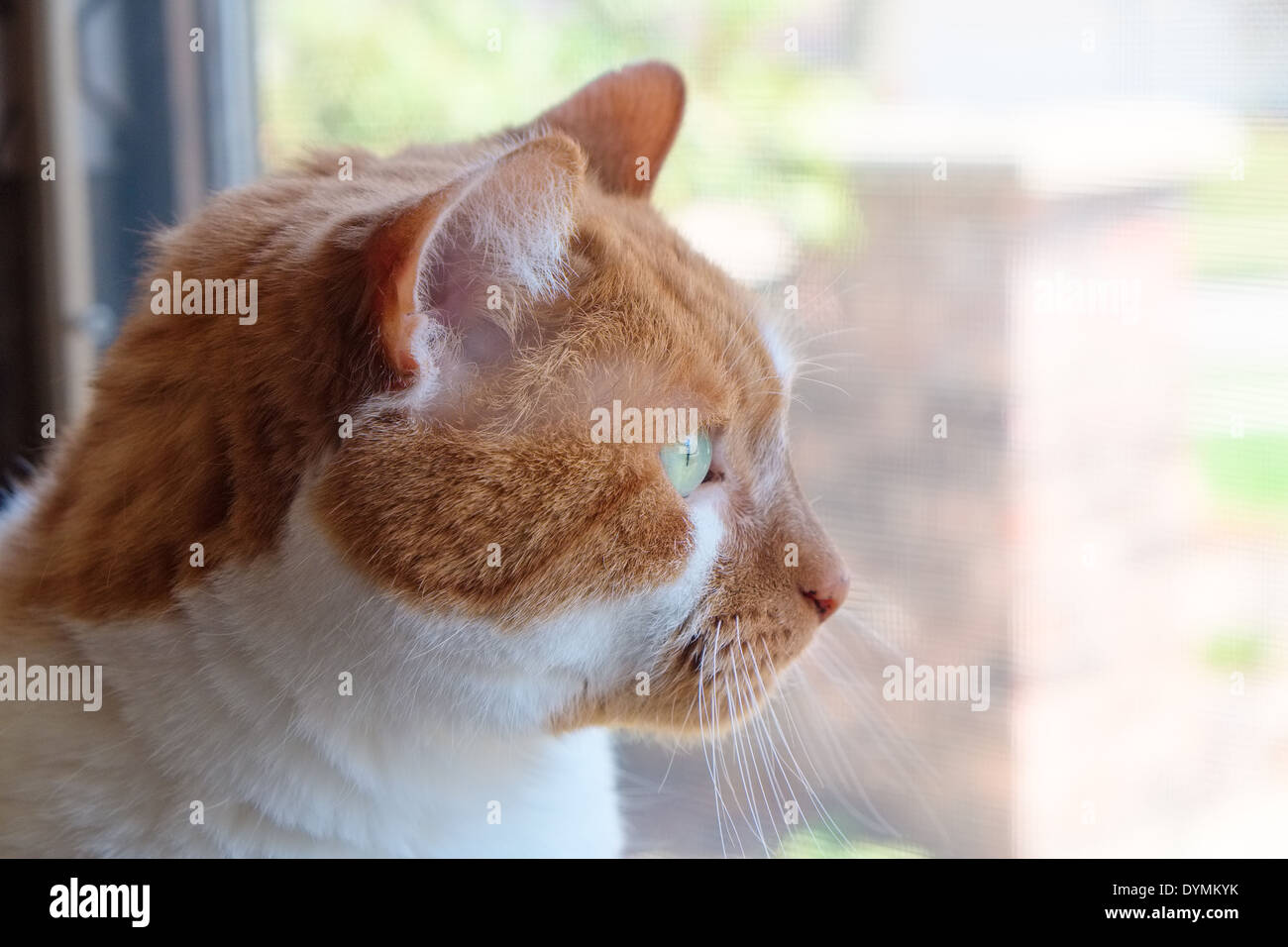 Cat looking out a window Stock Photo - Alamy
