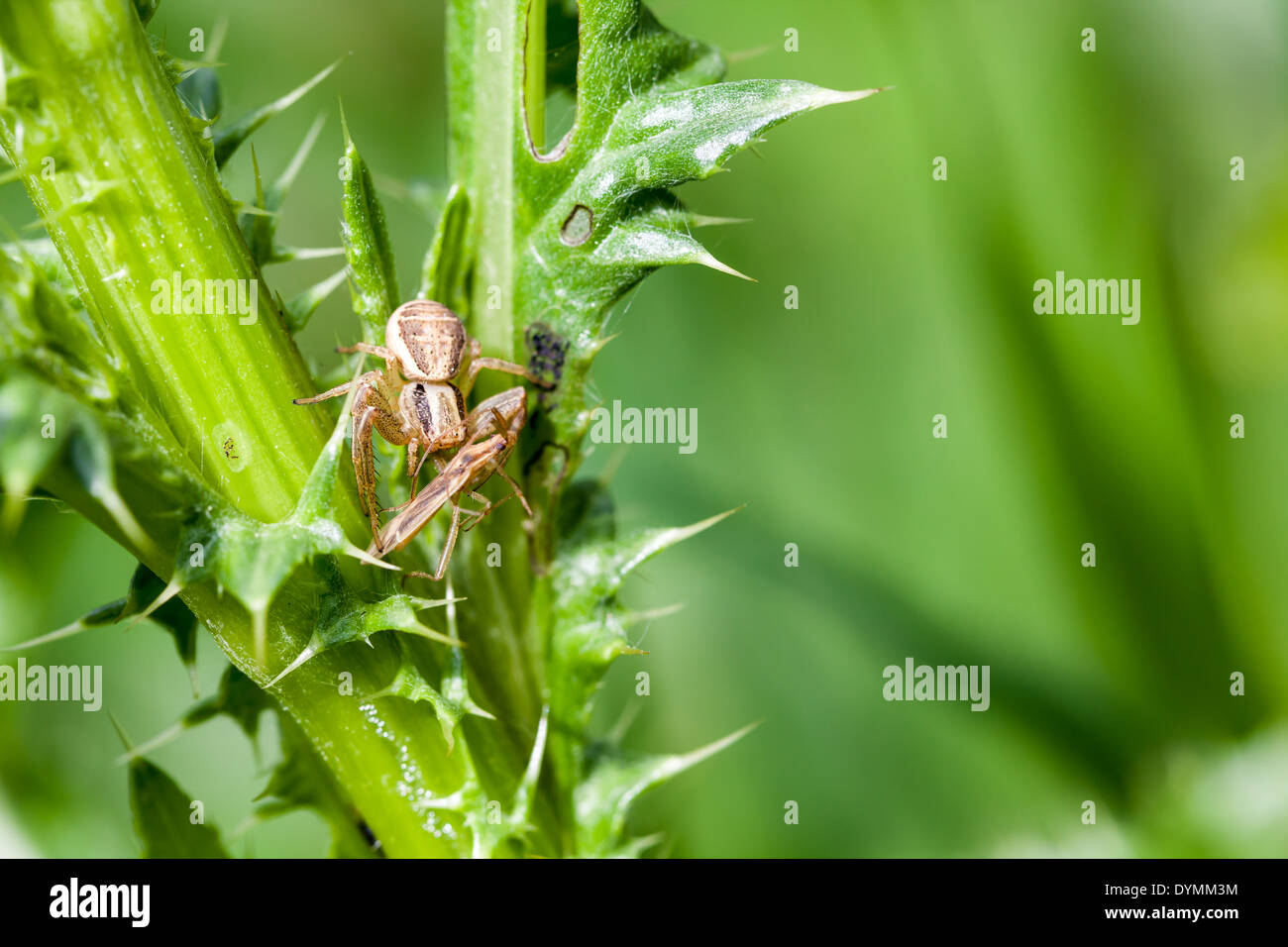 in the bushes, this spider caught a fly Stock Photo - Alamy