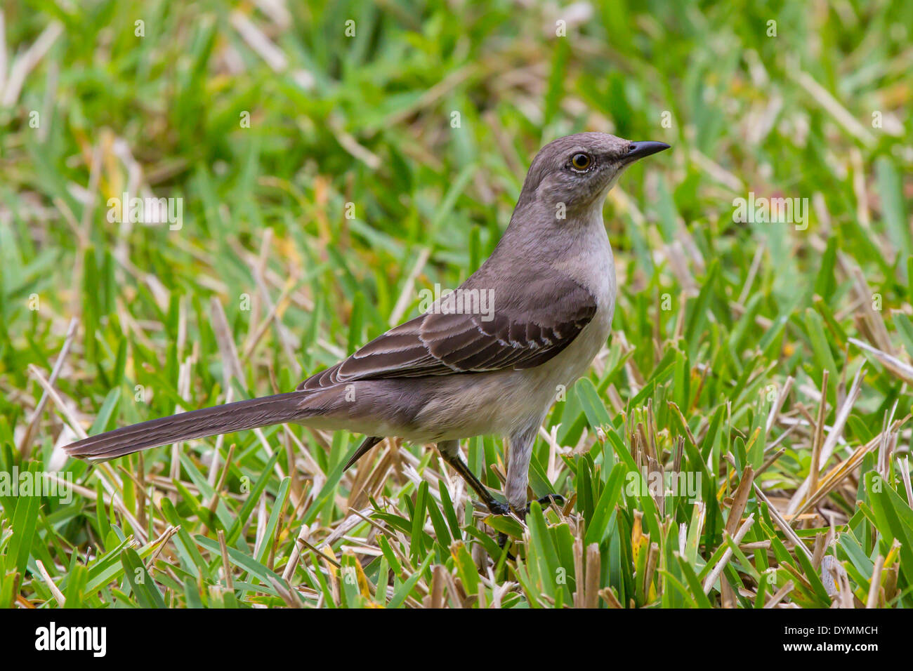 Northern Mockingbird Mimus polyglottos in southwestern Florida Stock Photo - Alamy