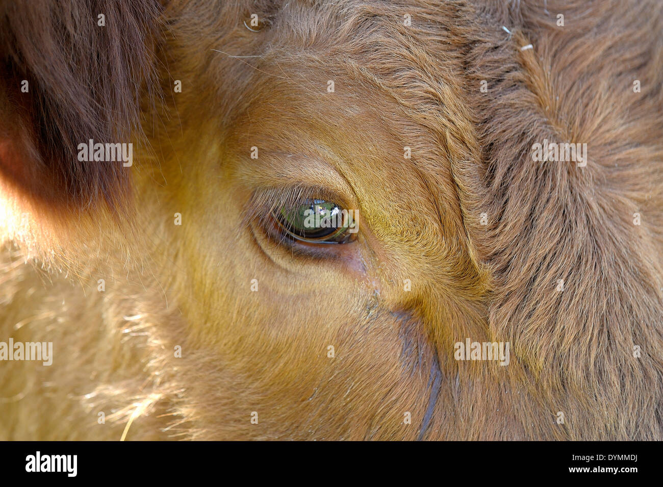 Cows eye hi-res stock photography and images - Alamy