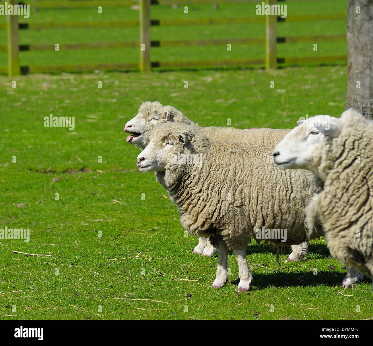 sheep bleating in a field England UK Stock Photo - Alamy