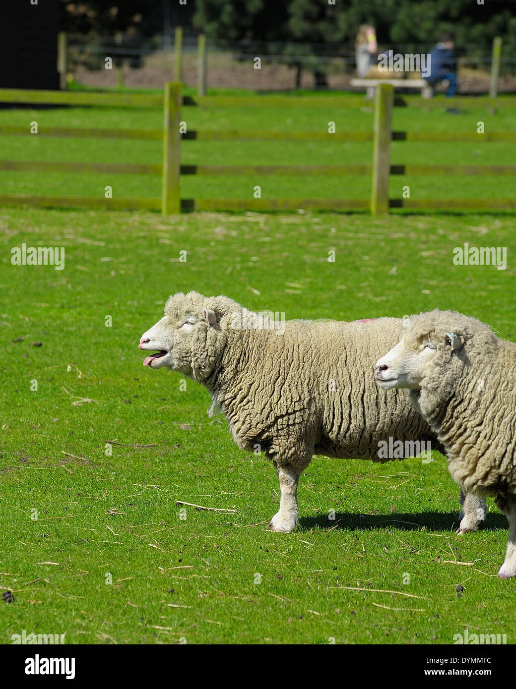 sheep bleating in a field England UK Stock Photo - Alamy