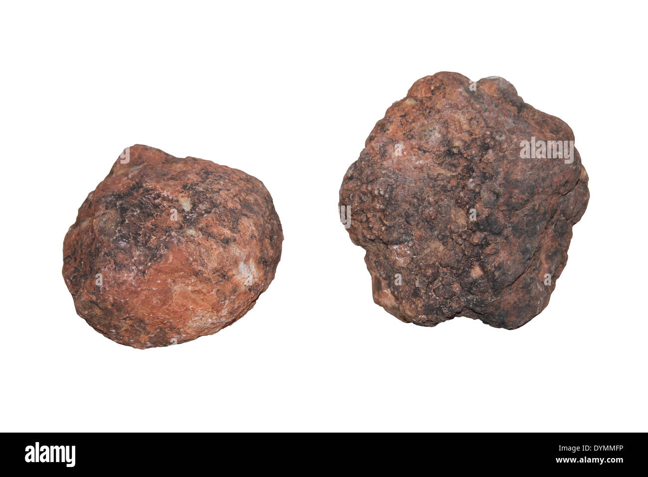 Coprolite fossil Cut Out Stock Images & Pictures - Alamy