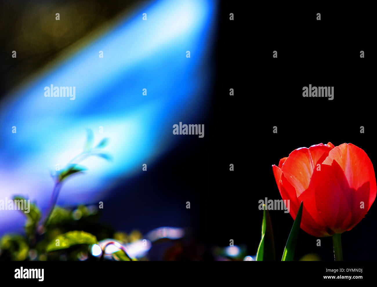 Spring bloom hi-res stock photography and images - Alamy