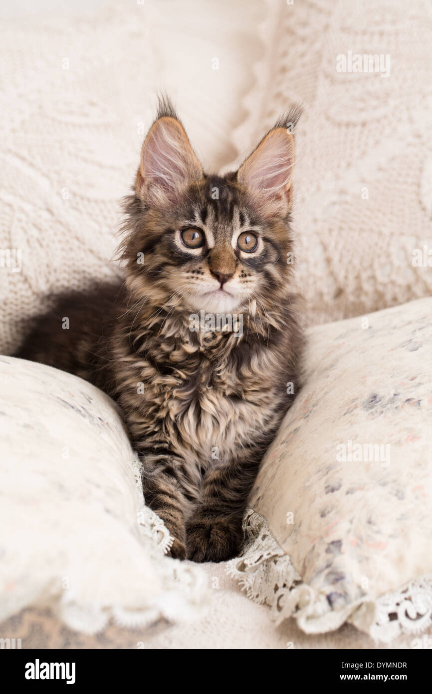 Maine coon kitten between pillows Stock Photo - Alamy