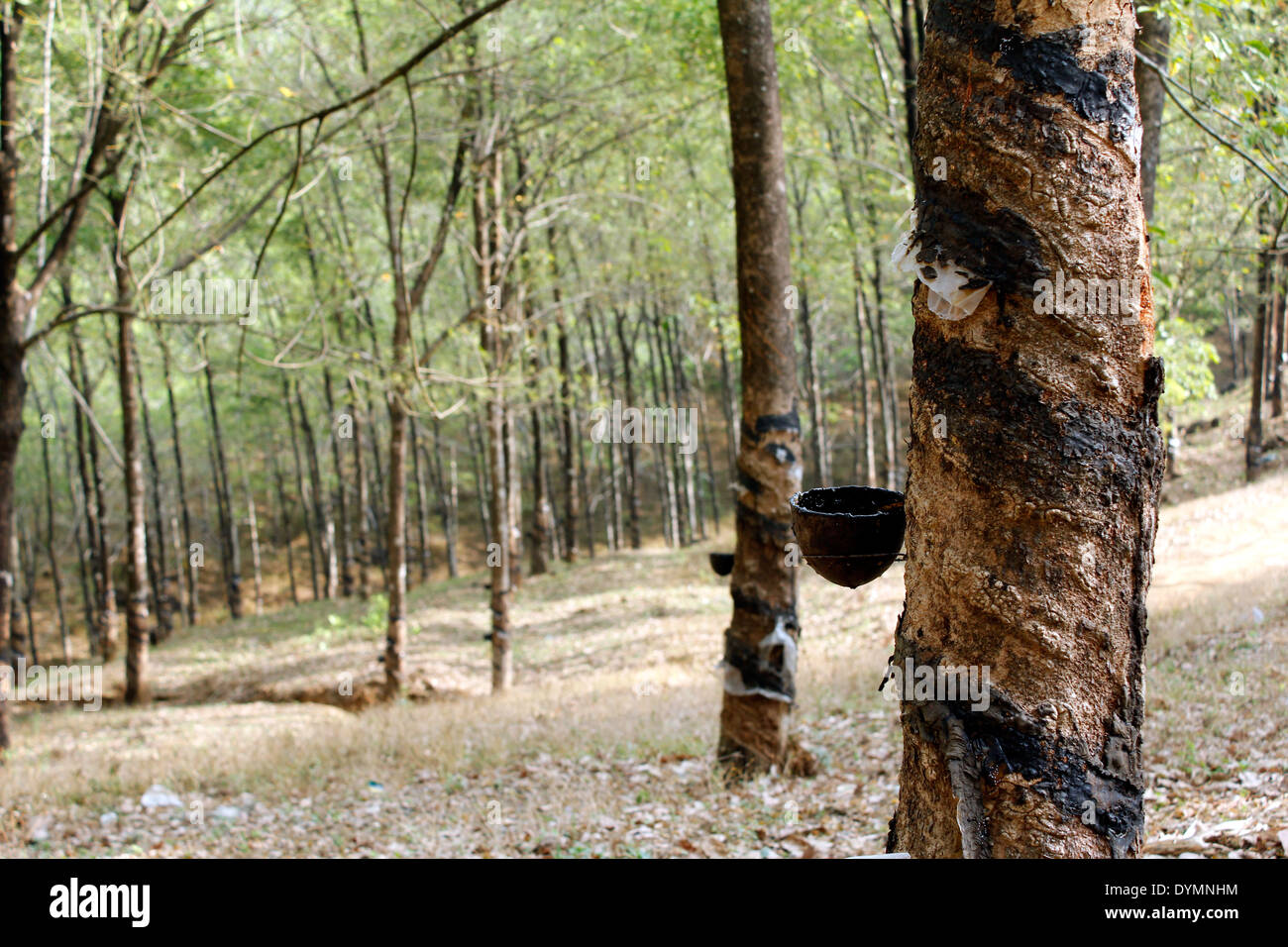 Cup for collecting latex from a tapped rubber tree. Kerala. India Stock ...