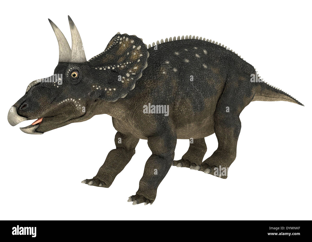 Large horned dinosaur hi-res stock photography and images - Alamy