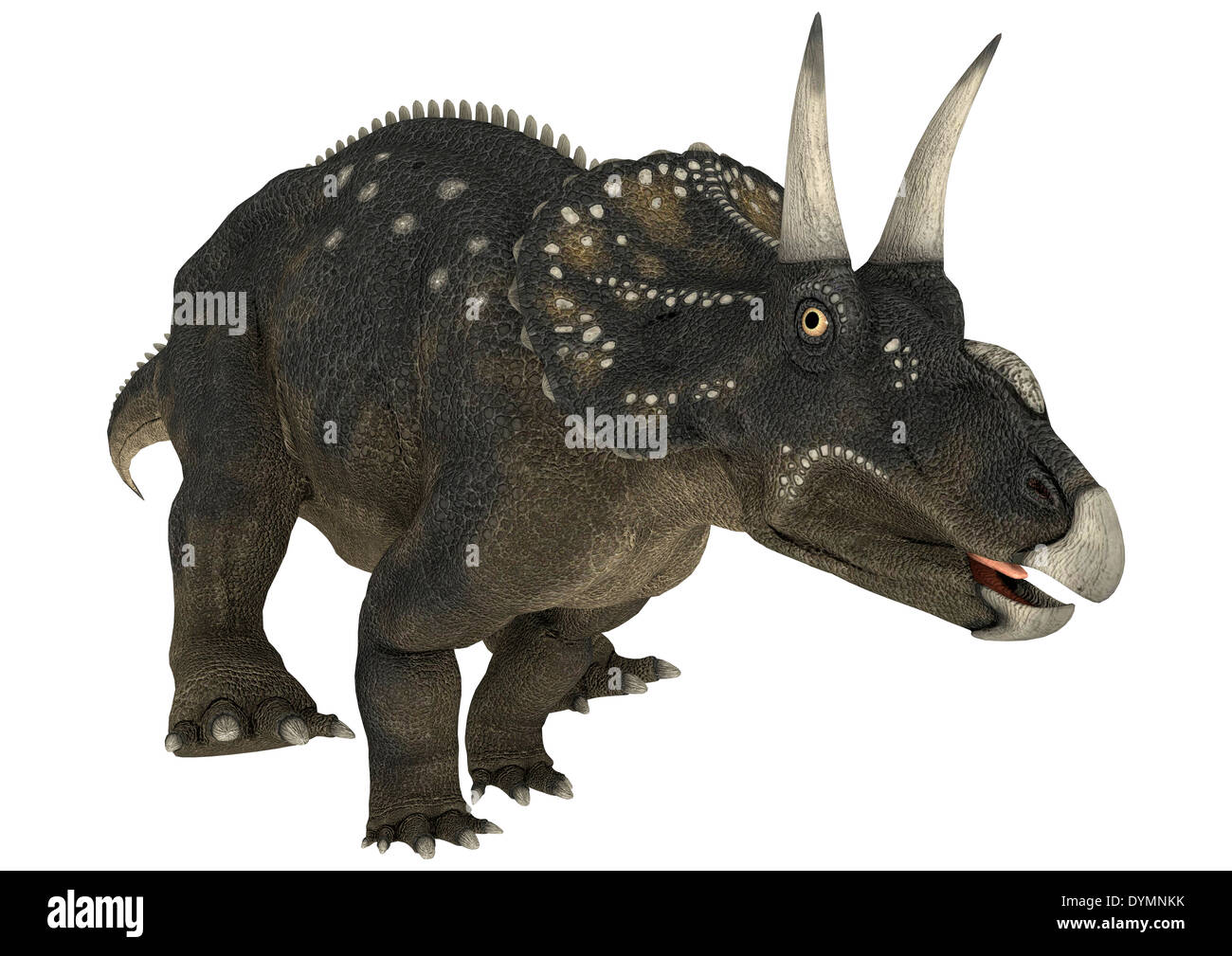3D digital render of a dinosaur Diceratops isolated on white background ...