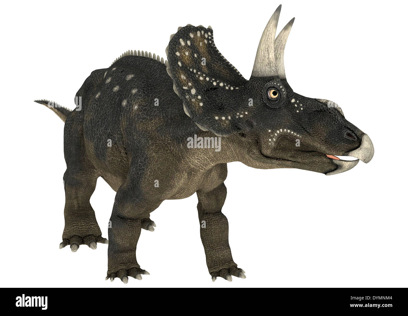 3D digital render of a dinosaur Diceratops isolated on white background ...