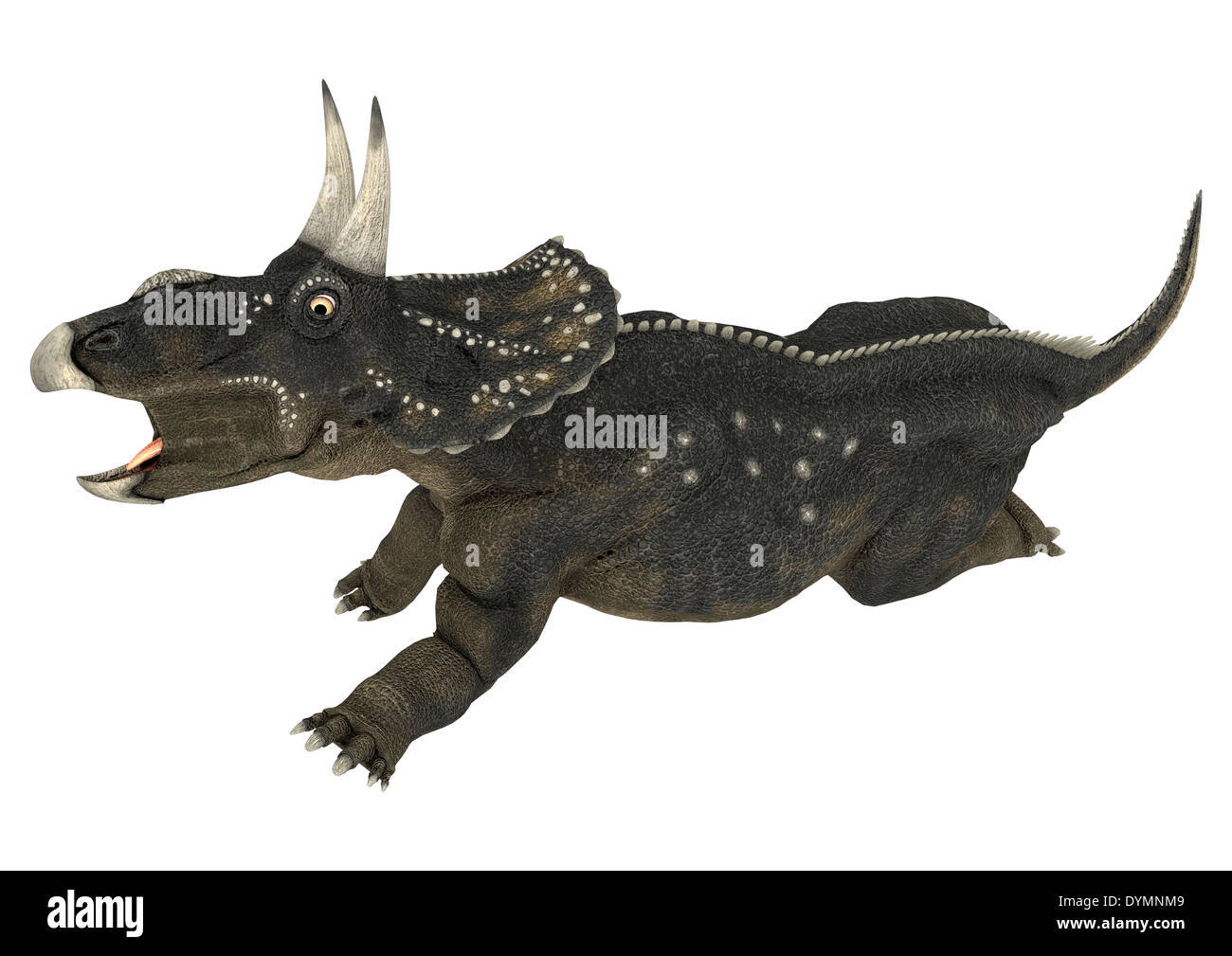 3D digital render of a dinosaur Diceratops isolated on white background ...