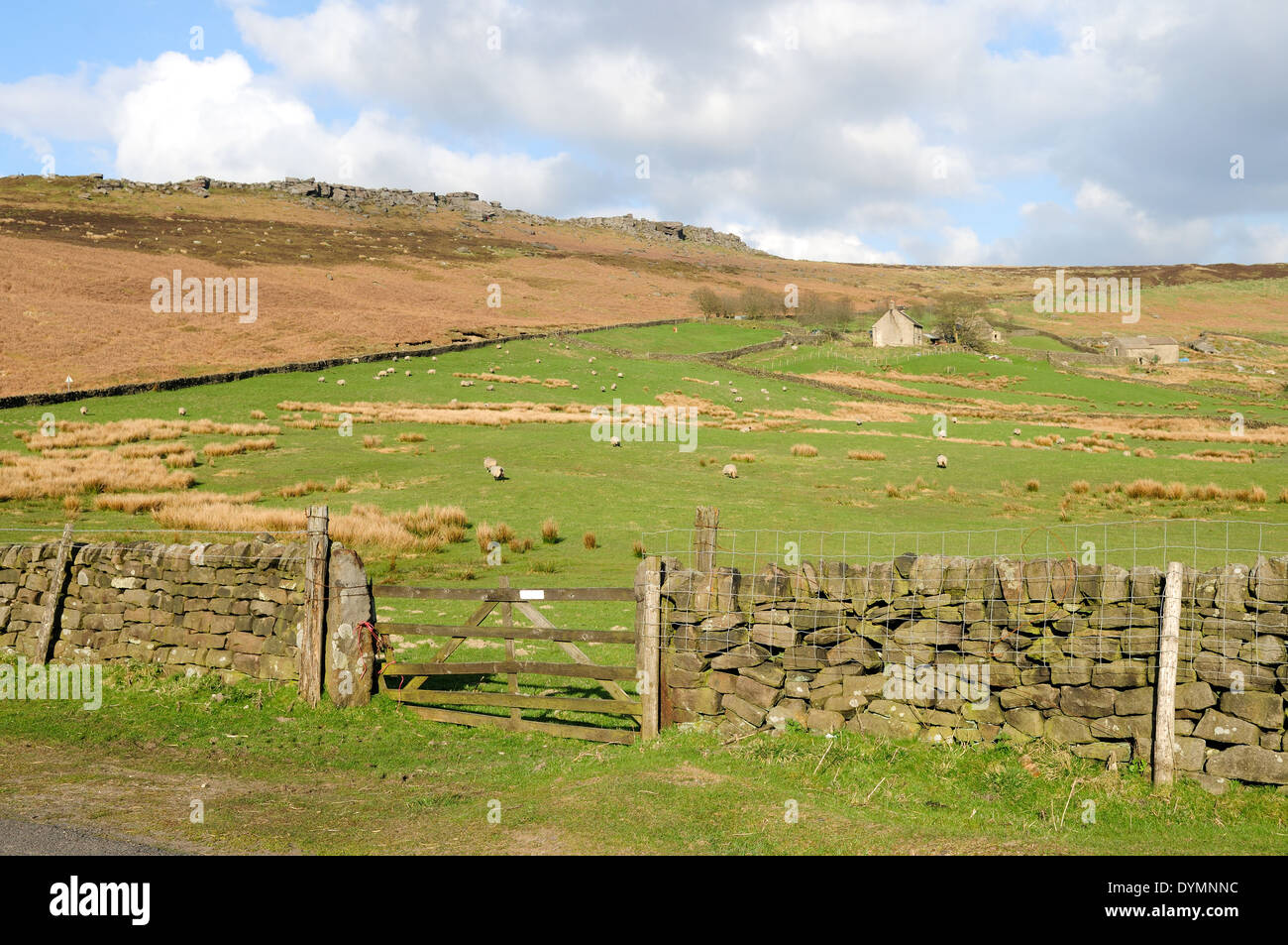 Derbyshire gritstone sheep hi-res stock photography and images - Alamy
