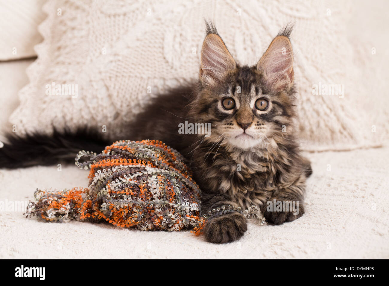 Maine coon kitten between pillows Stock Photo - Alamy
