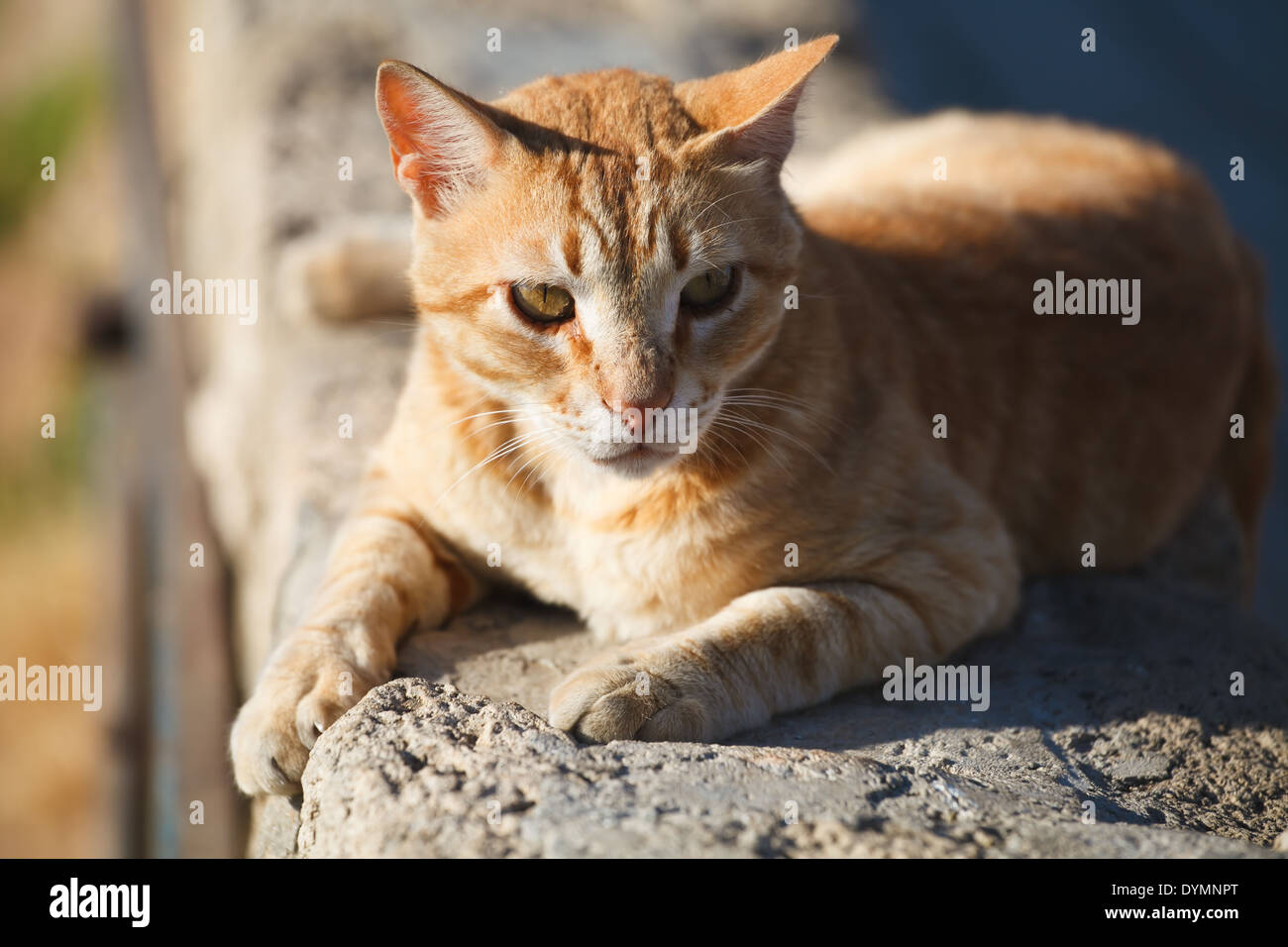 big red striped cat lies on a stone wall and is basked in the sun Stock ...