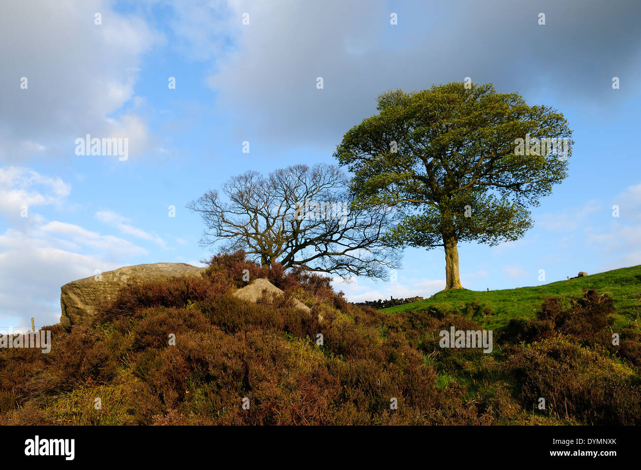 Hawthorne Tree ,Baslow Edge,Derbyshire,UK Stock Photo - Alamy
