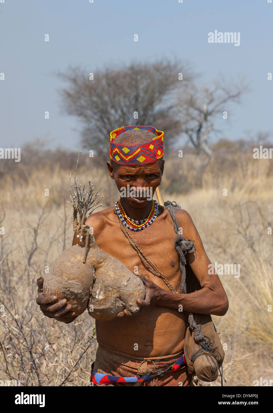Bushman Carrying A Tuber, Tsumkwe, Namibia Stock Photo - Alamy