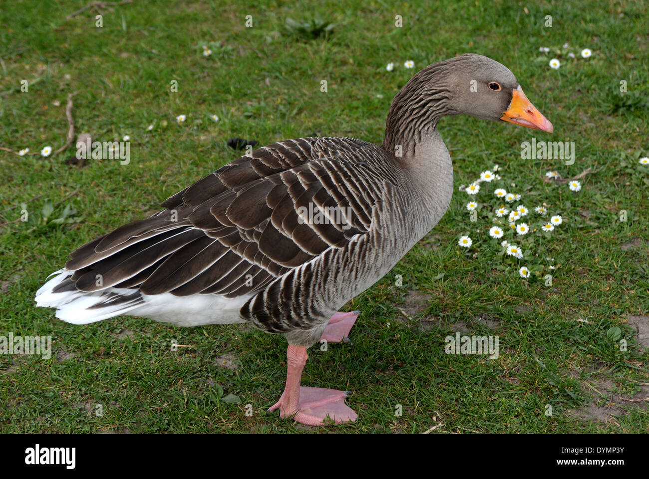 Duck is an aquatic bird two legged and plumage Stock Photo - Alamy