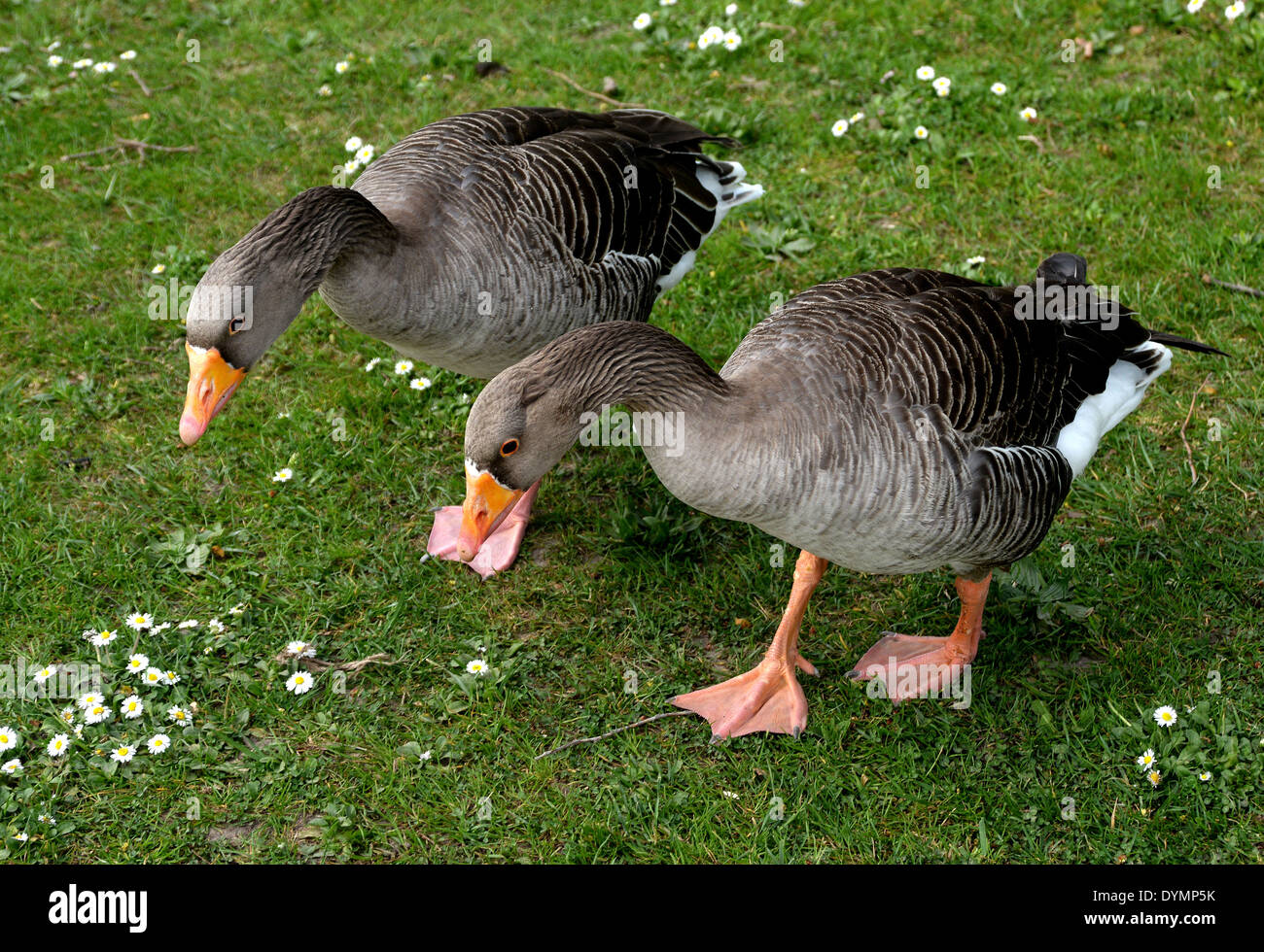 Duck is an aquatic bird two legged and plumage Stock Photo - Alamy
