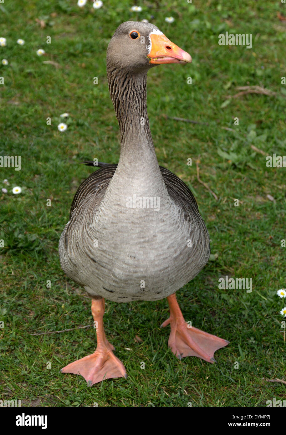 Duck is an aquatic bird two legged and plumage Stock Photo - Alamy