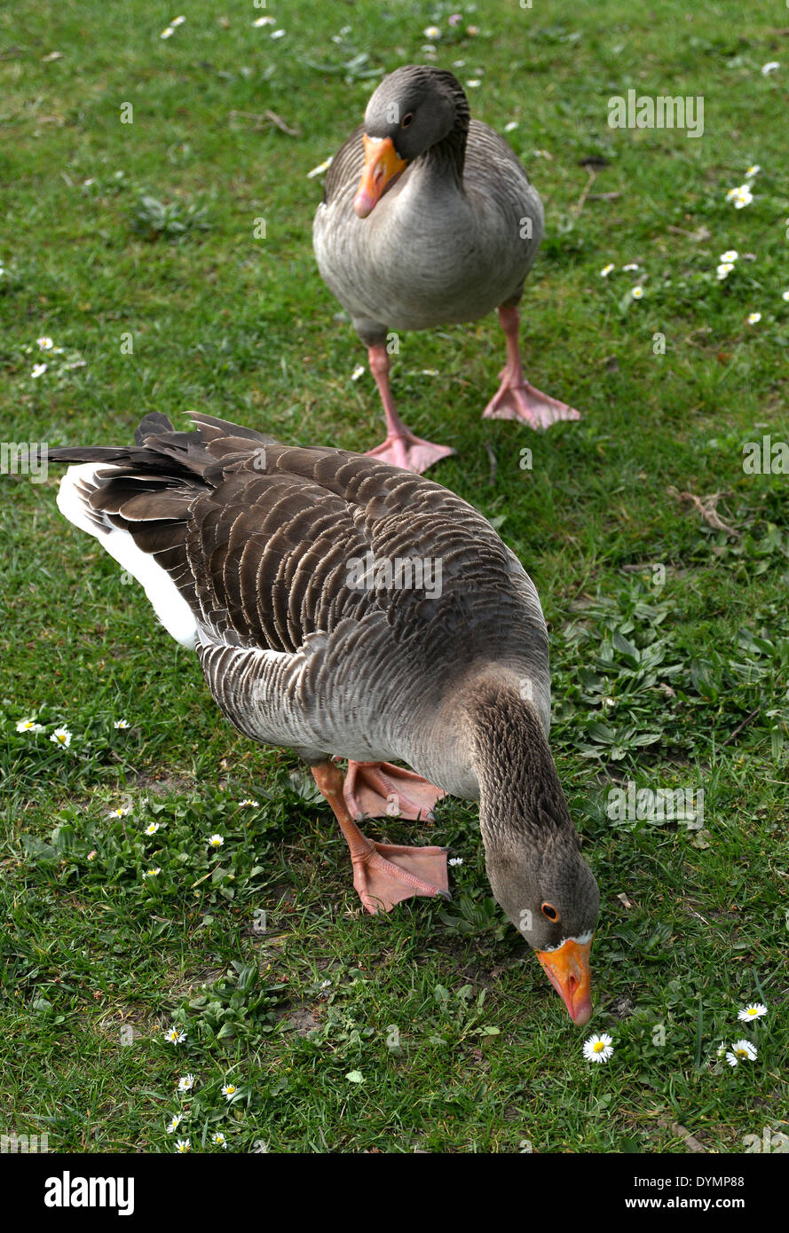 Duck is an aquatic bird two legged and plumage Stock Photo - Alamy