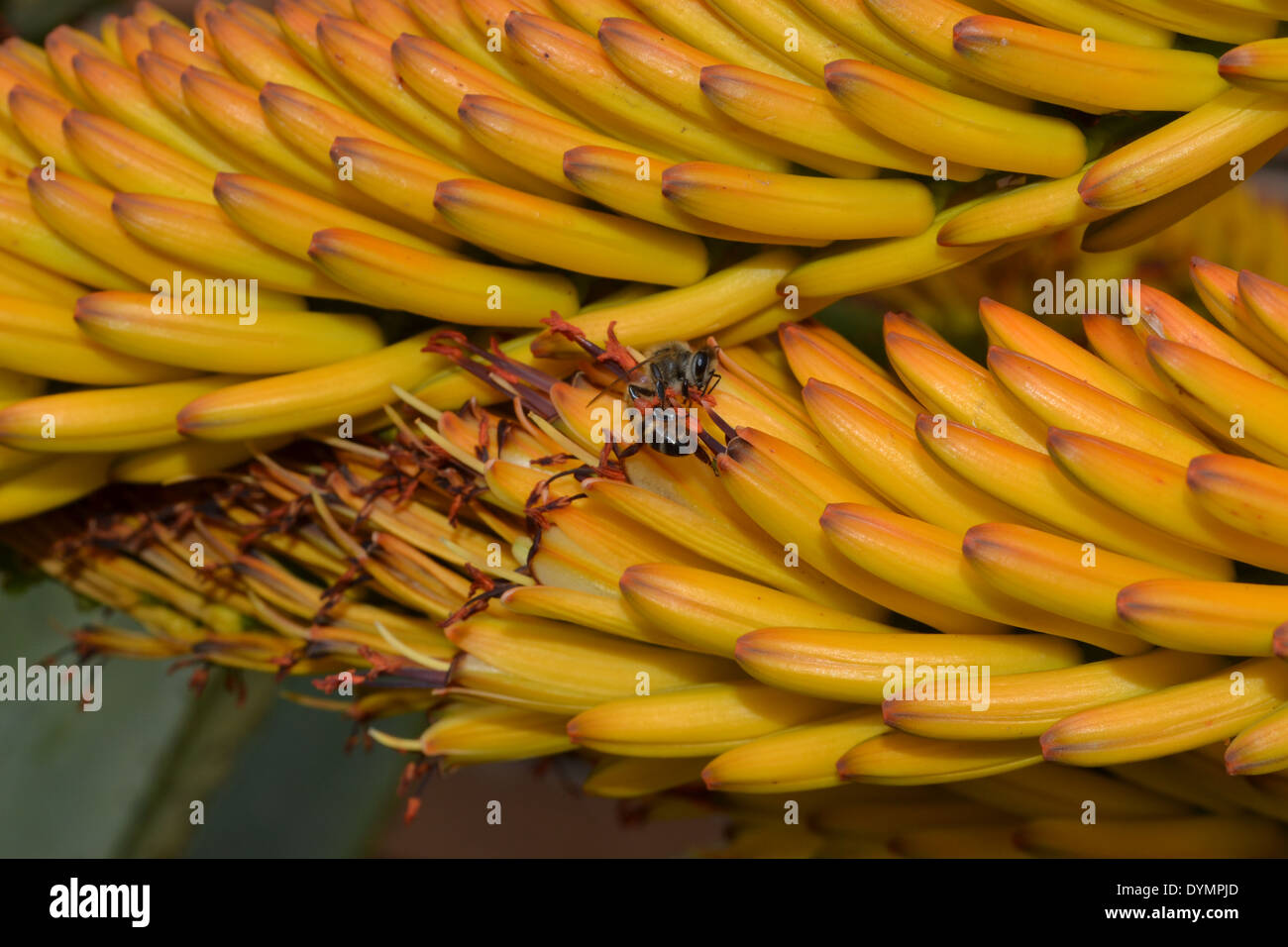 Bee sitting on an aloe vera flower Stock Photo - Alamy