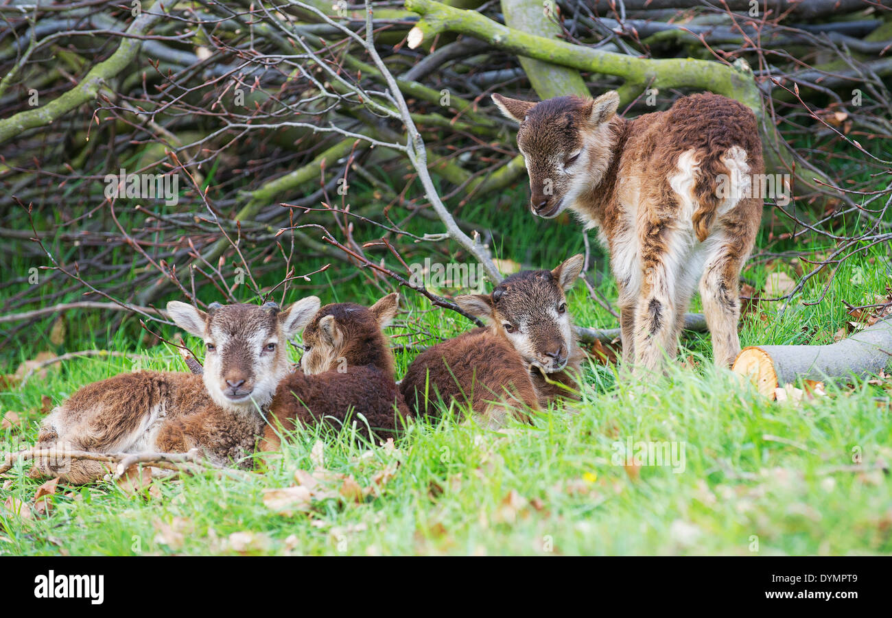 Milk Castle High Resolution Stock Photography and Images - Alamy