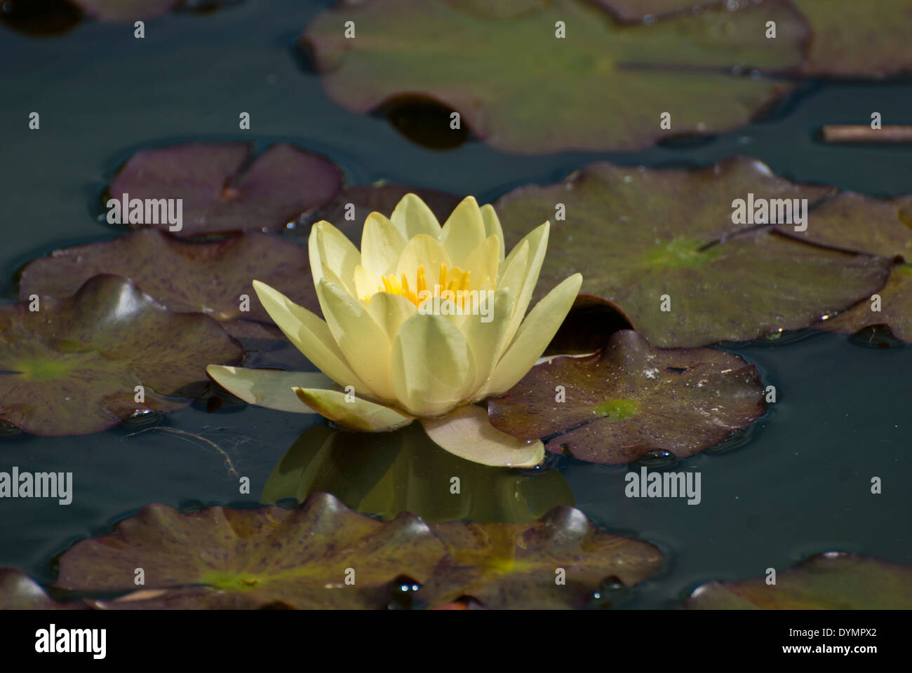 Water lily, single flower Stock Photo - Alamy