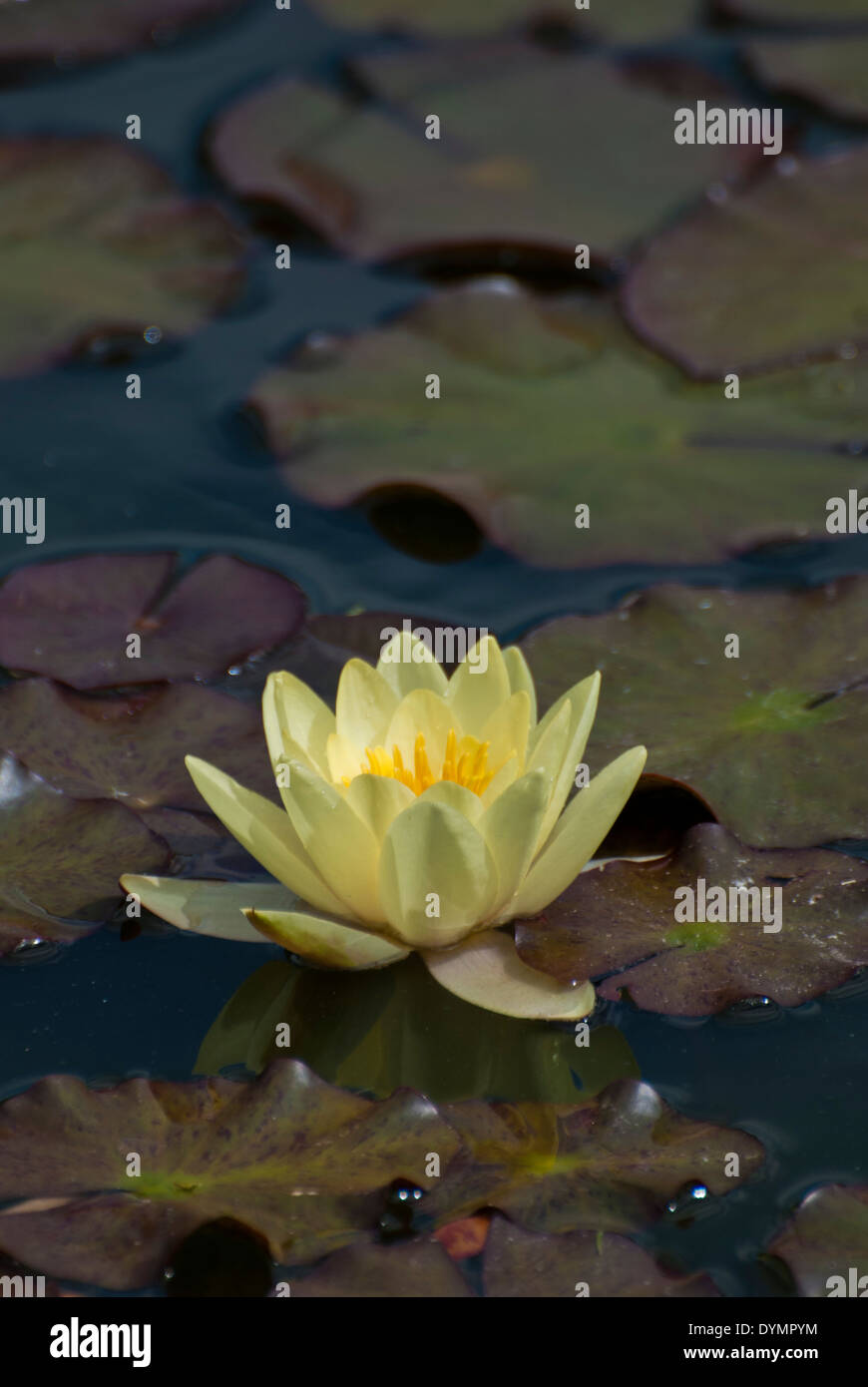 Water lily, single flower Stock Photo - Alamy