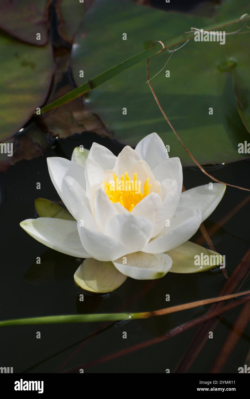 Water lily, single flower Stock Photo - Alamy