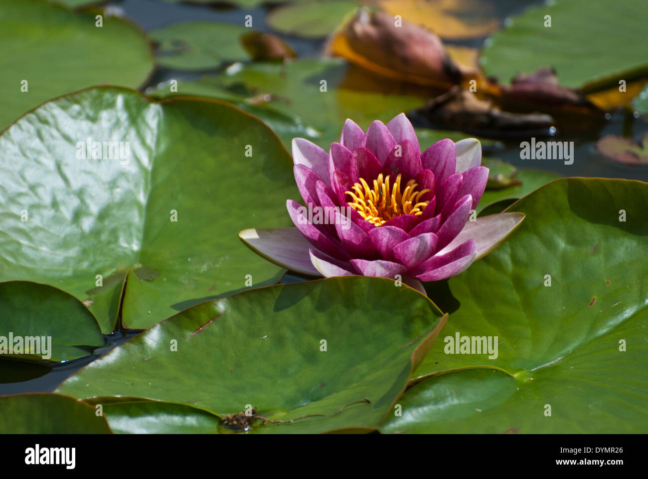 Water lily, single flower Stock Photo - Alamy
