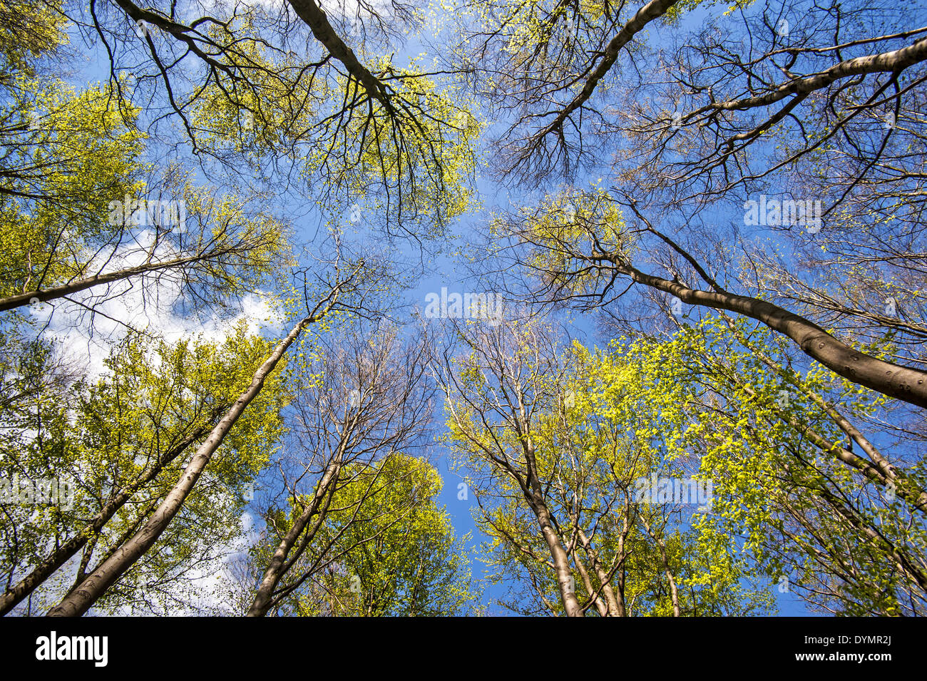 Worms eye view tree canopy hi-res stock photography and images - Alamy