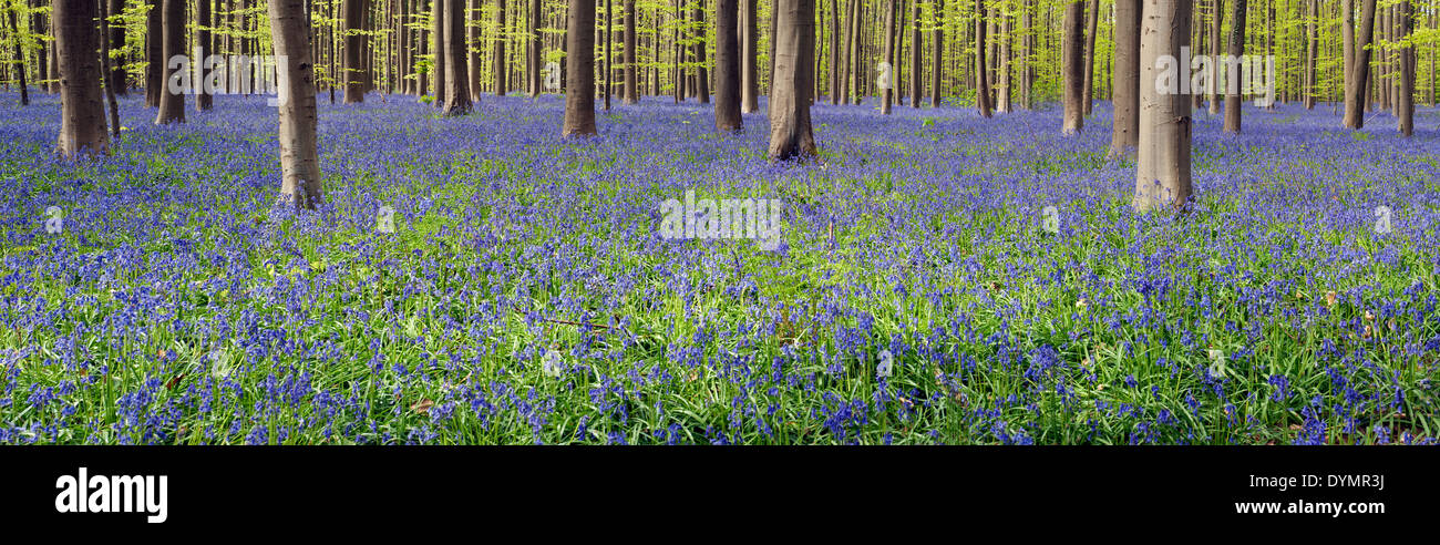 Bluebells (Endymion nonscriptus) in flower in beech forest (Fagus ...