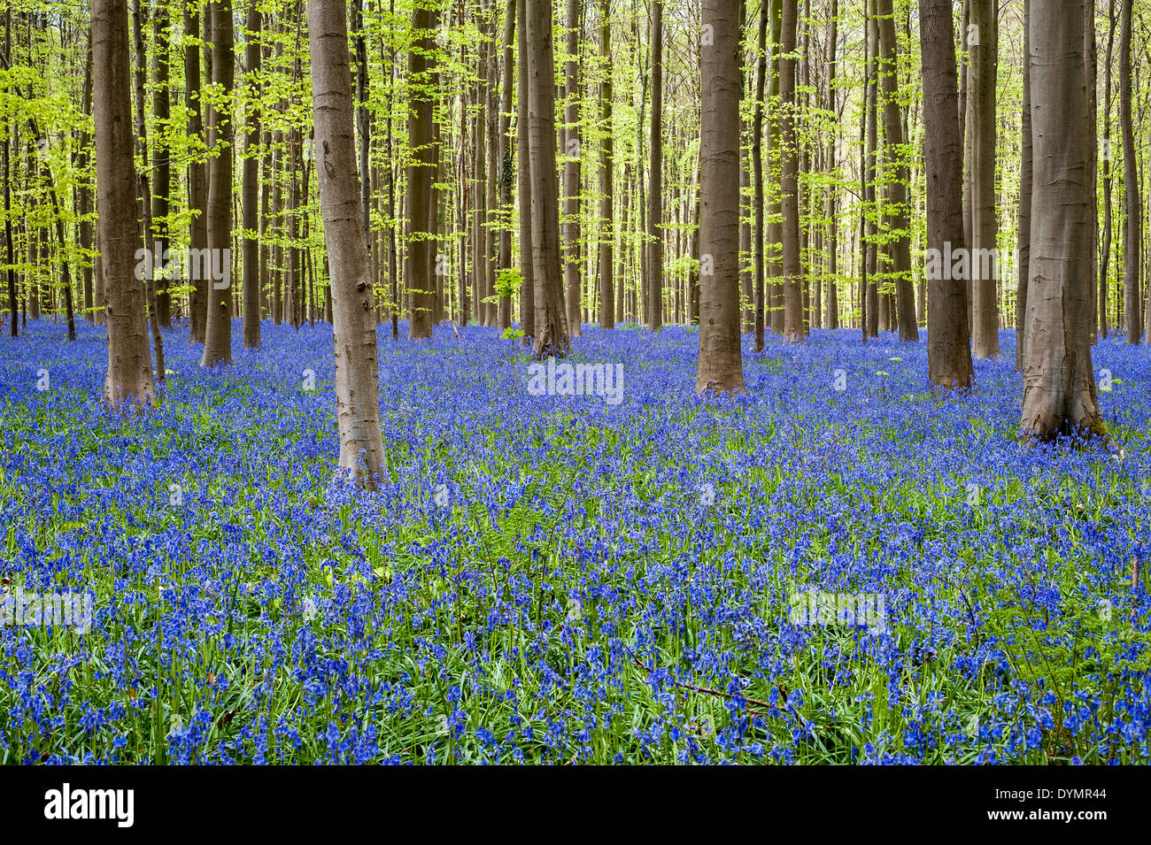 Bluebells (Endymion nonscriptus) in flower in beech forest (Fagus ...