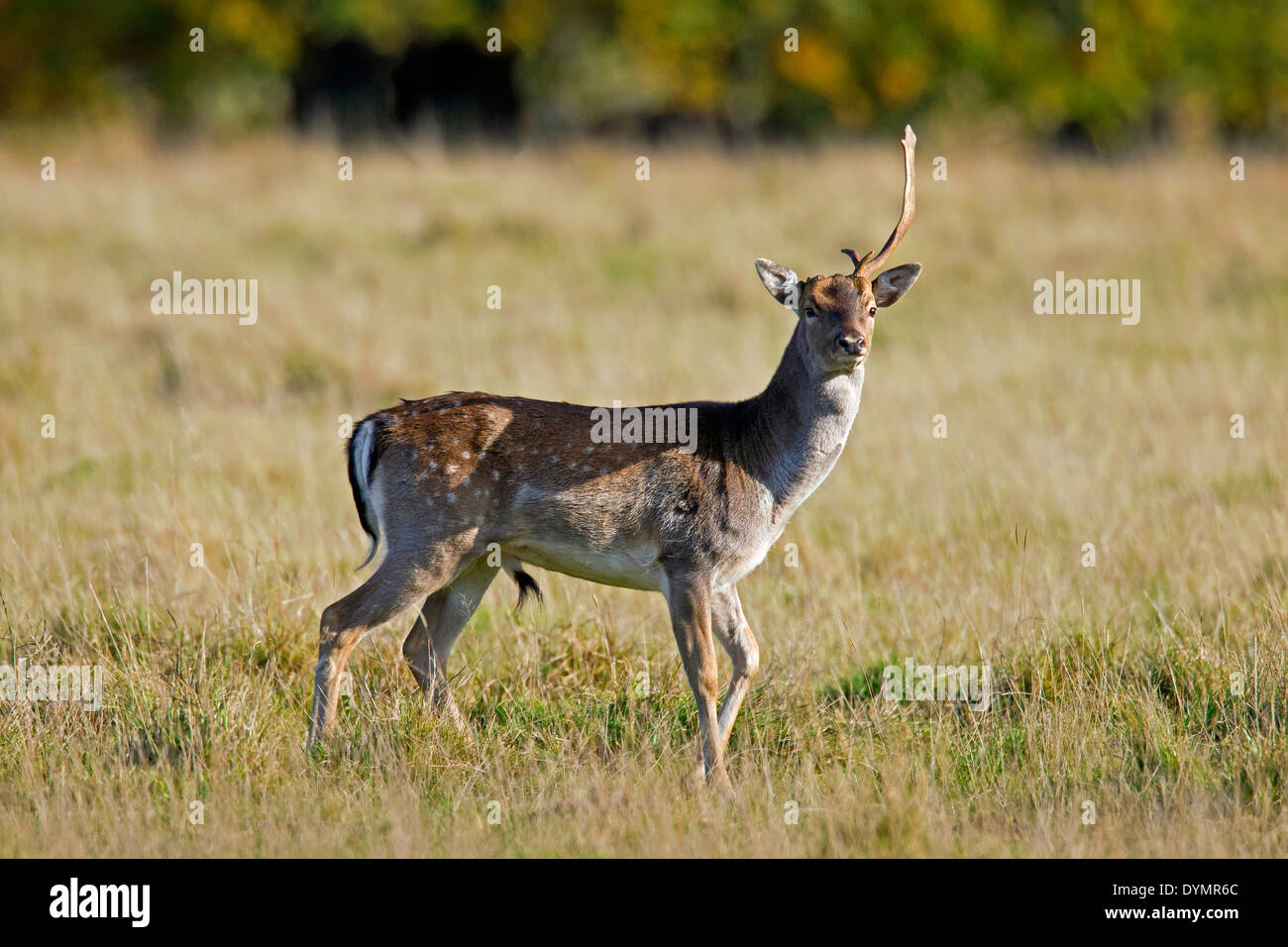 Fallow deer (Dama dama) young buck with deformed antlers during the rut ...
