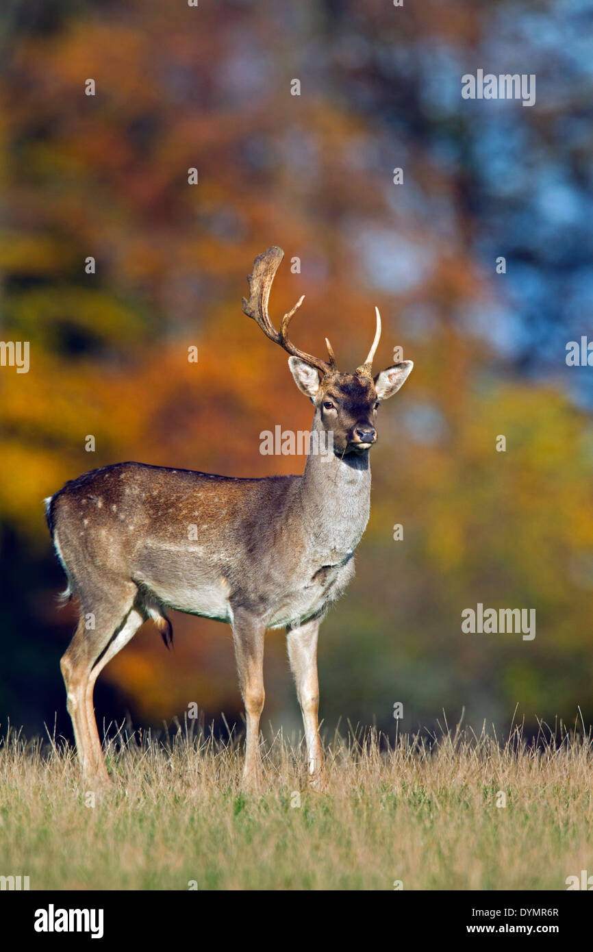 Fallow deer (Dama dama) young buck with deformed antlers during the rut ...