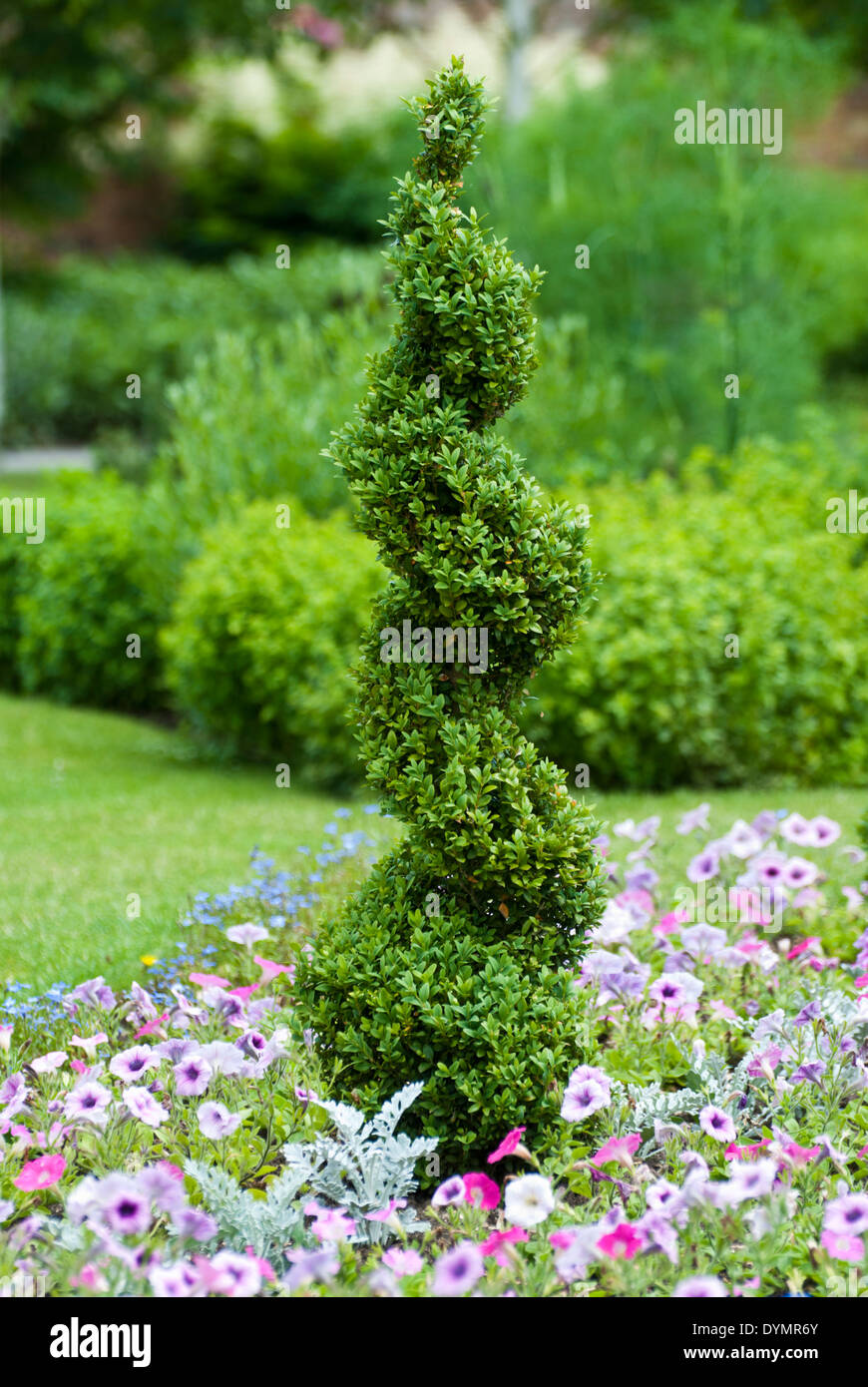 Buxus sempervirens topiary High Resolution Stock Photography and Images - Alamy