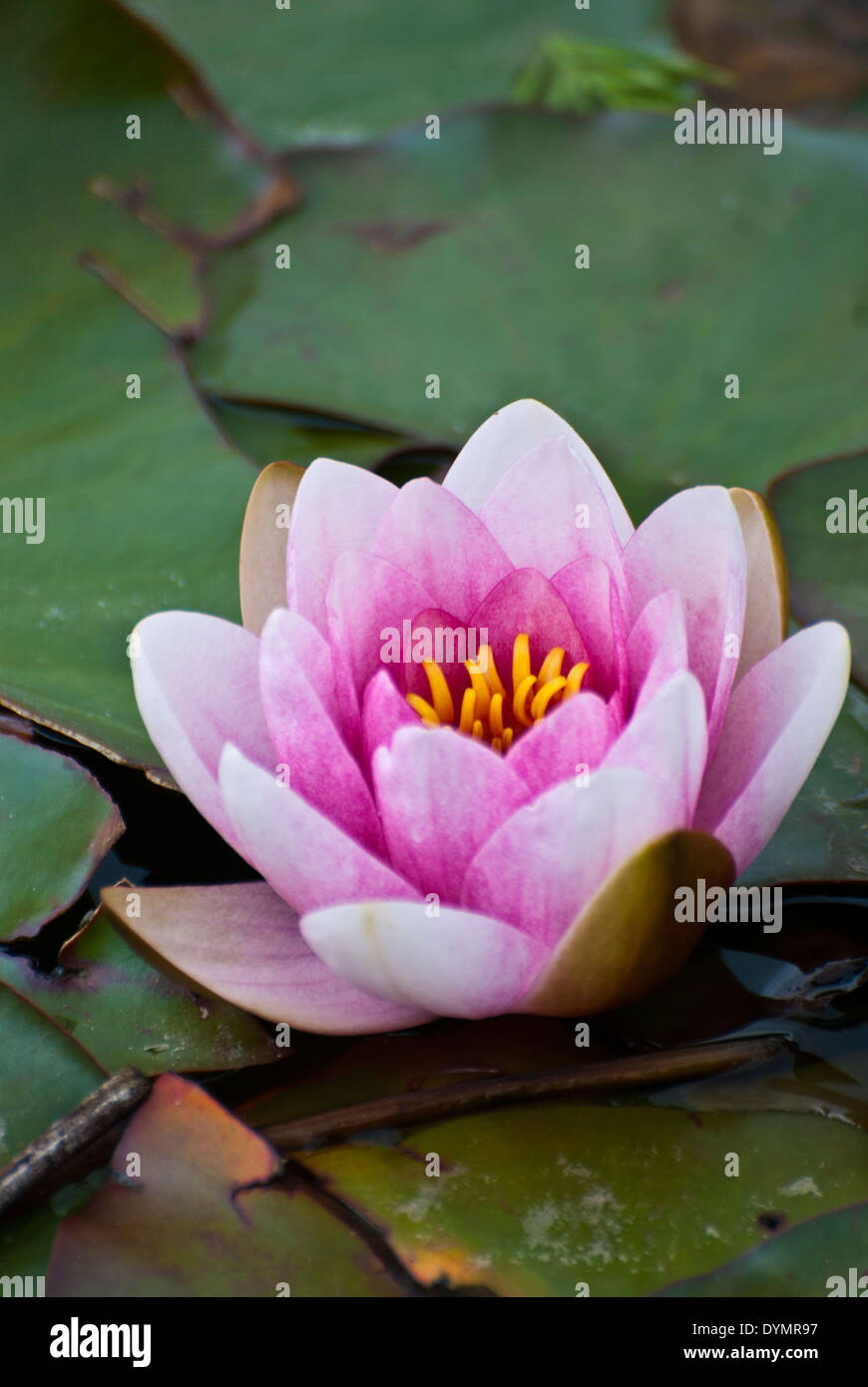 Water lily, single flower Stock Photo - Alamy