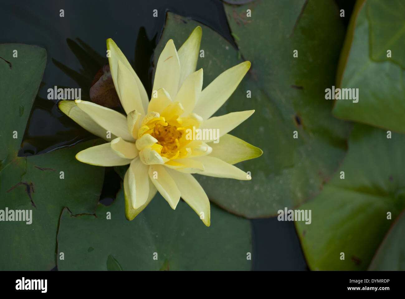 Water lily, single flower Stock Photo - Alamy
