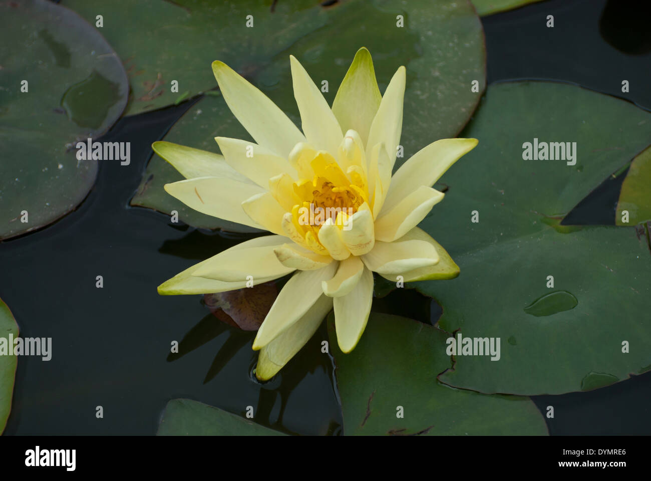 Water lily single flower hi-res stock photography and images - Alamy
