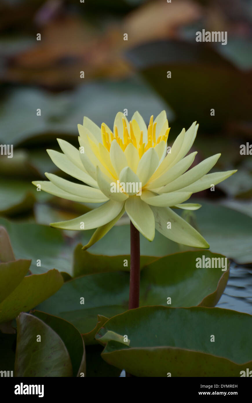 Water lily, single flower Stock Photo - Alamy