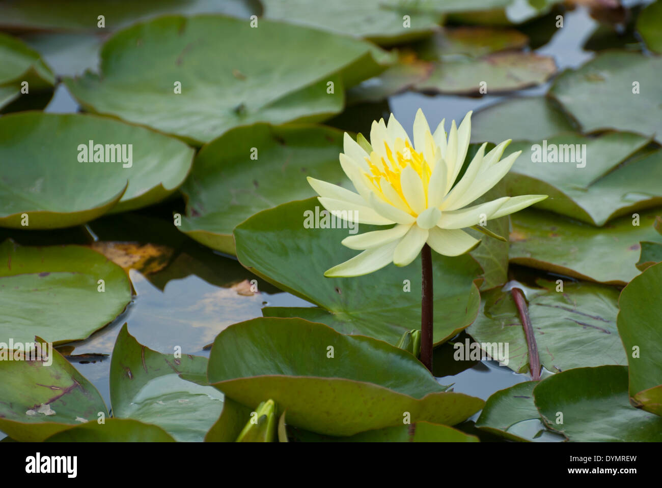 Water lily, single flower Stock Photo - Alamy