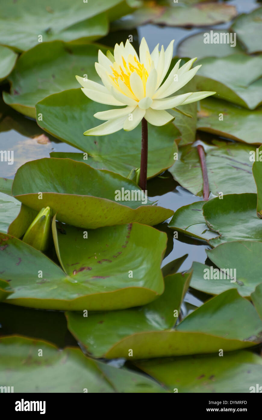 Water lily, single flower Stock Photo - Alamy