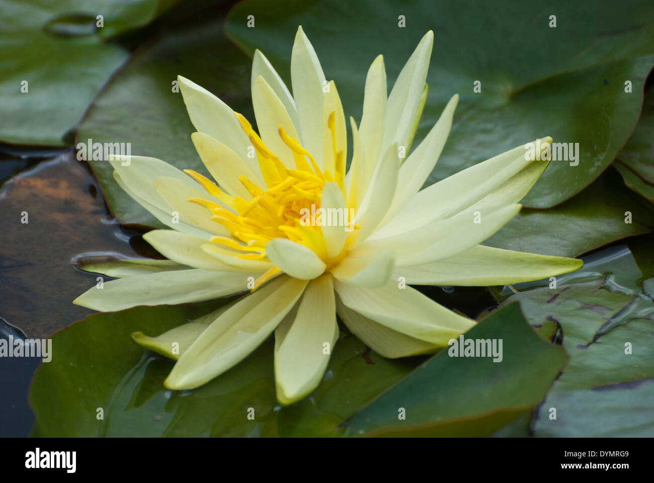 Water lily, single flower Stock Photo - Alamy