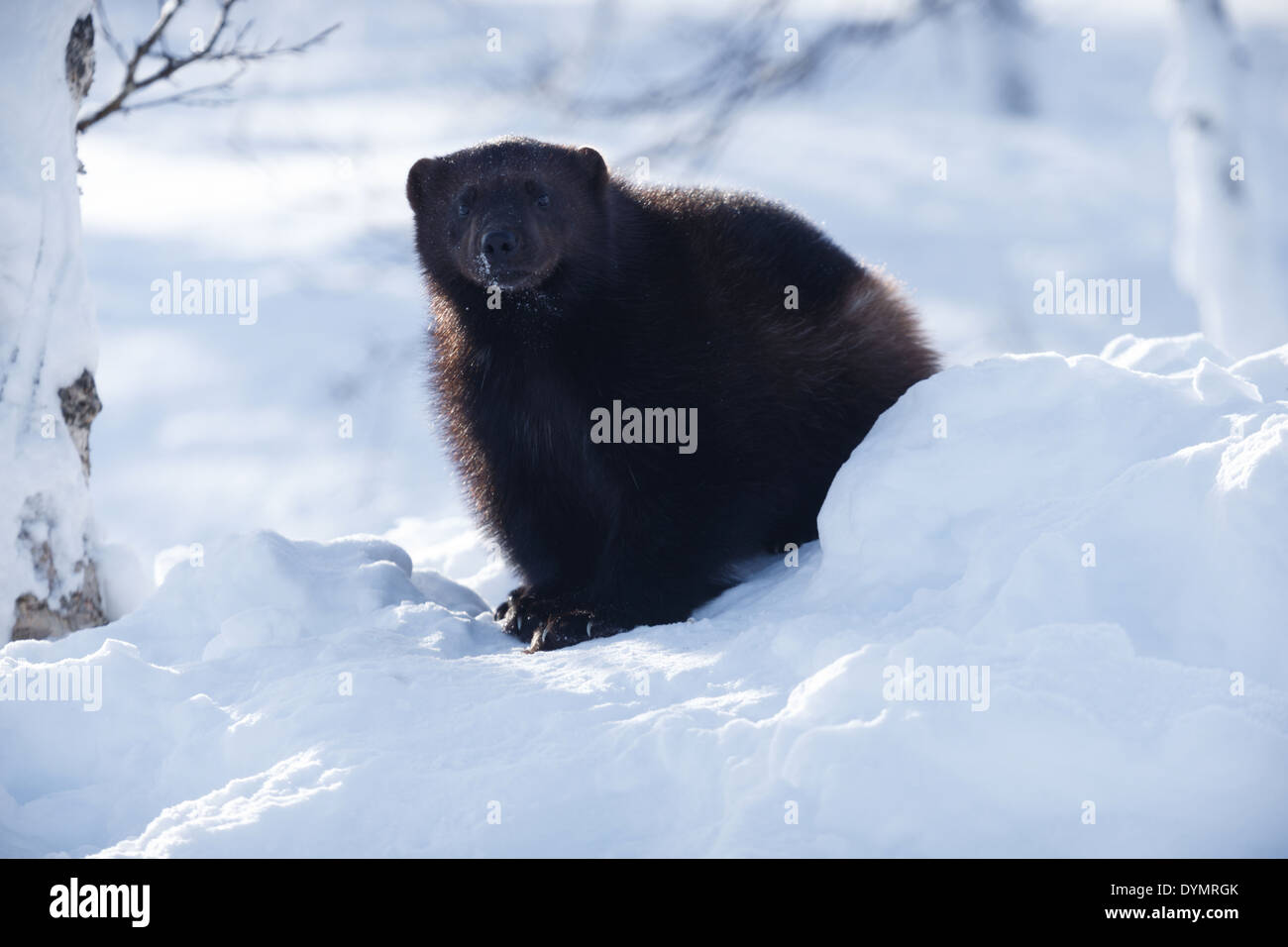 Wolverine Comic High Resolution Stock Photography and Images - Alamy