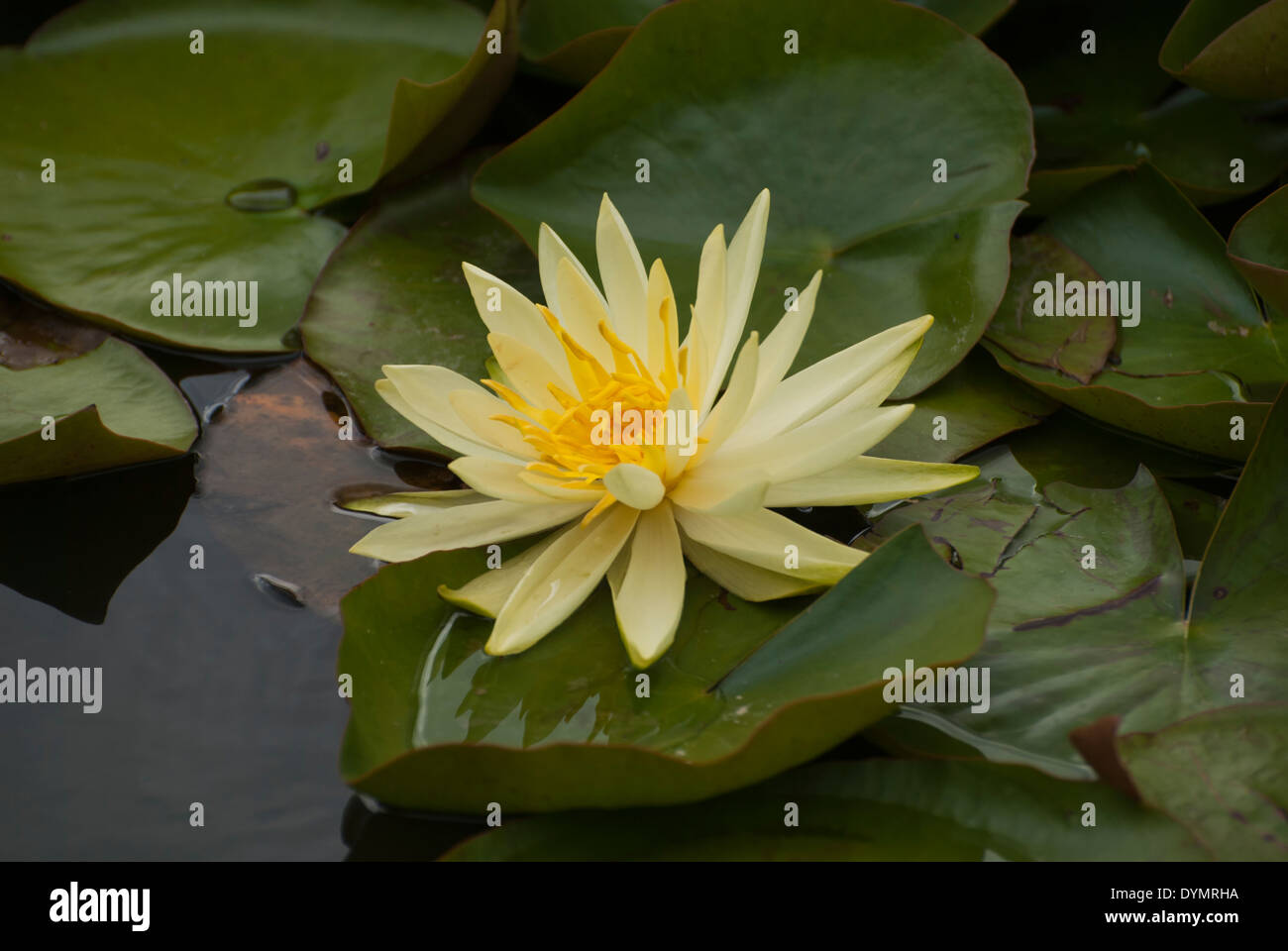 Water lily, single flower Stock Photo - Alamy