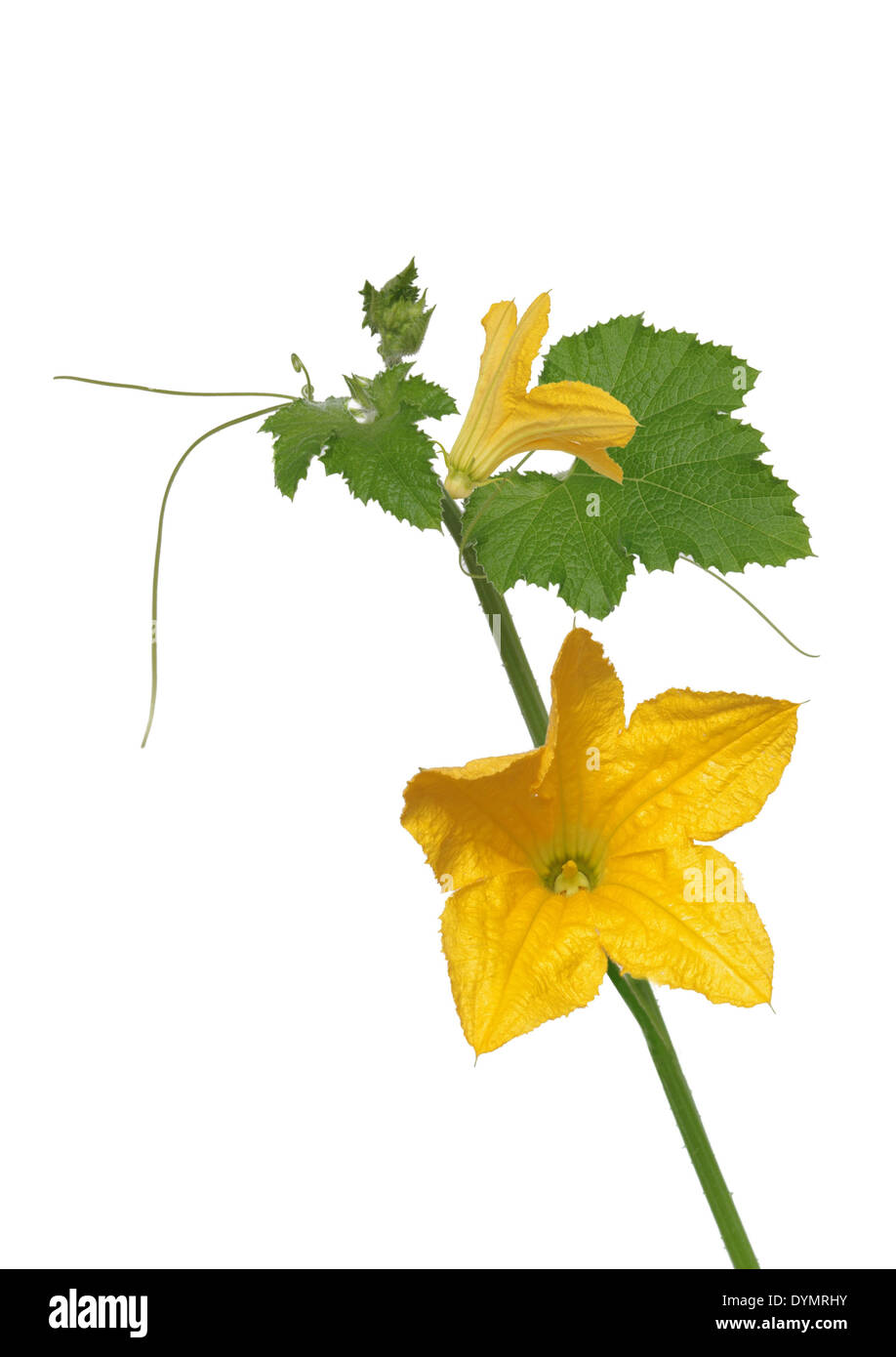 Halloween arrangement white pumpkins Cut Out Stock Images & Pictures ...