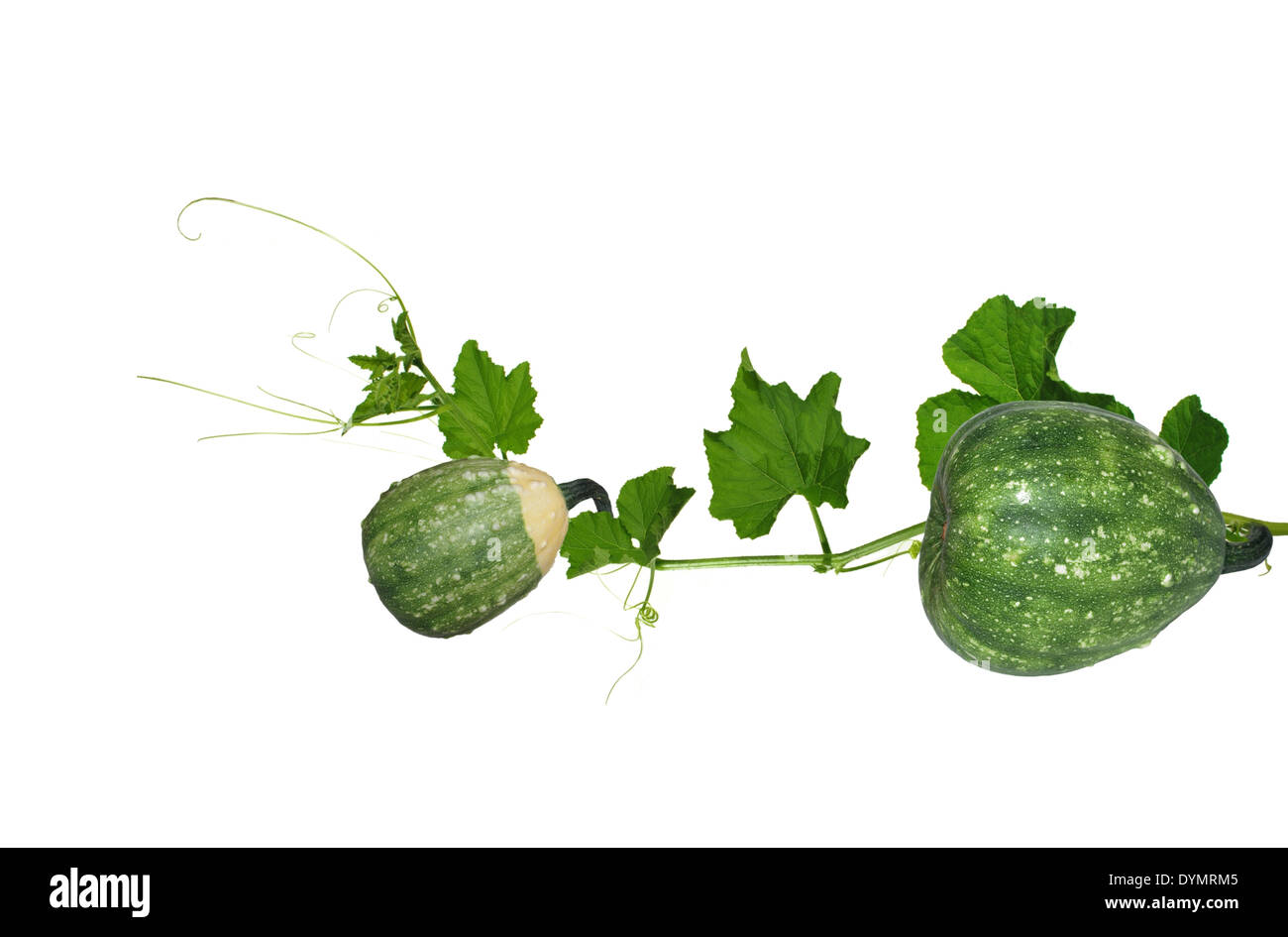 Edible fruit pumpkins hi-res stock photography and images - Alamy